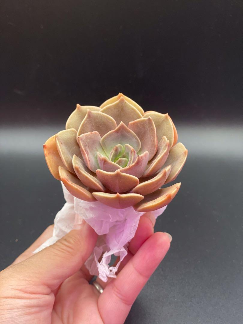 Echeveria Vane - Korean Succulents, Furniture & Home Living, Gardening ...
