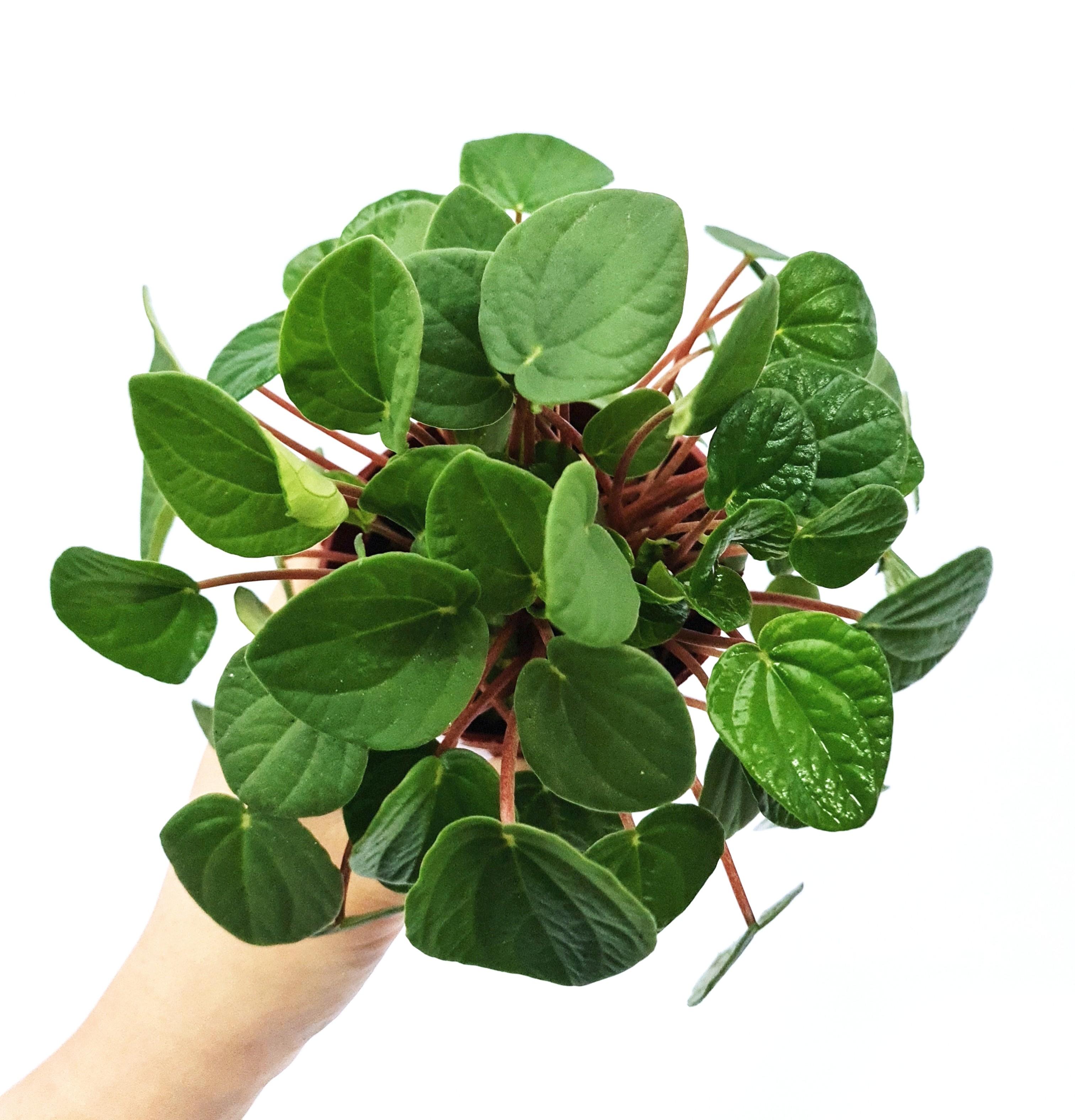 Peperomia Albovittata 'Rana Verde', Furniture & Home Living, Gardening ...
