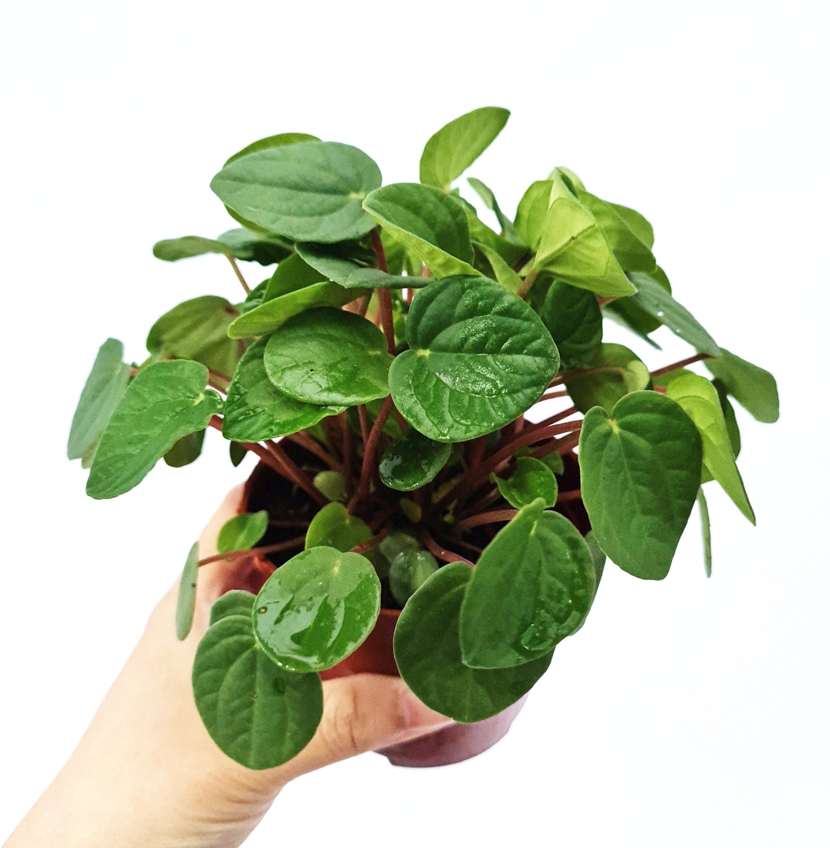 Peperomia Albovittata 'Rana Verde', Furniture & Home Living, Gardening ...