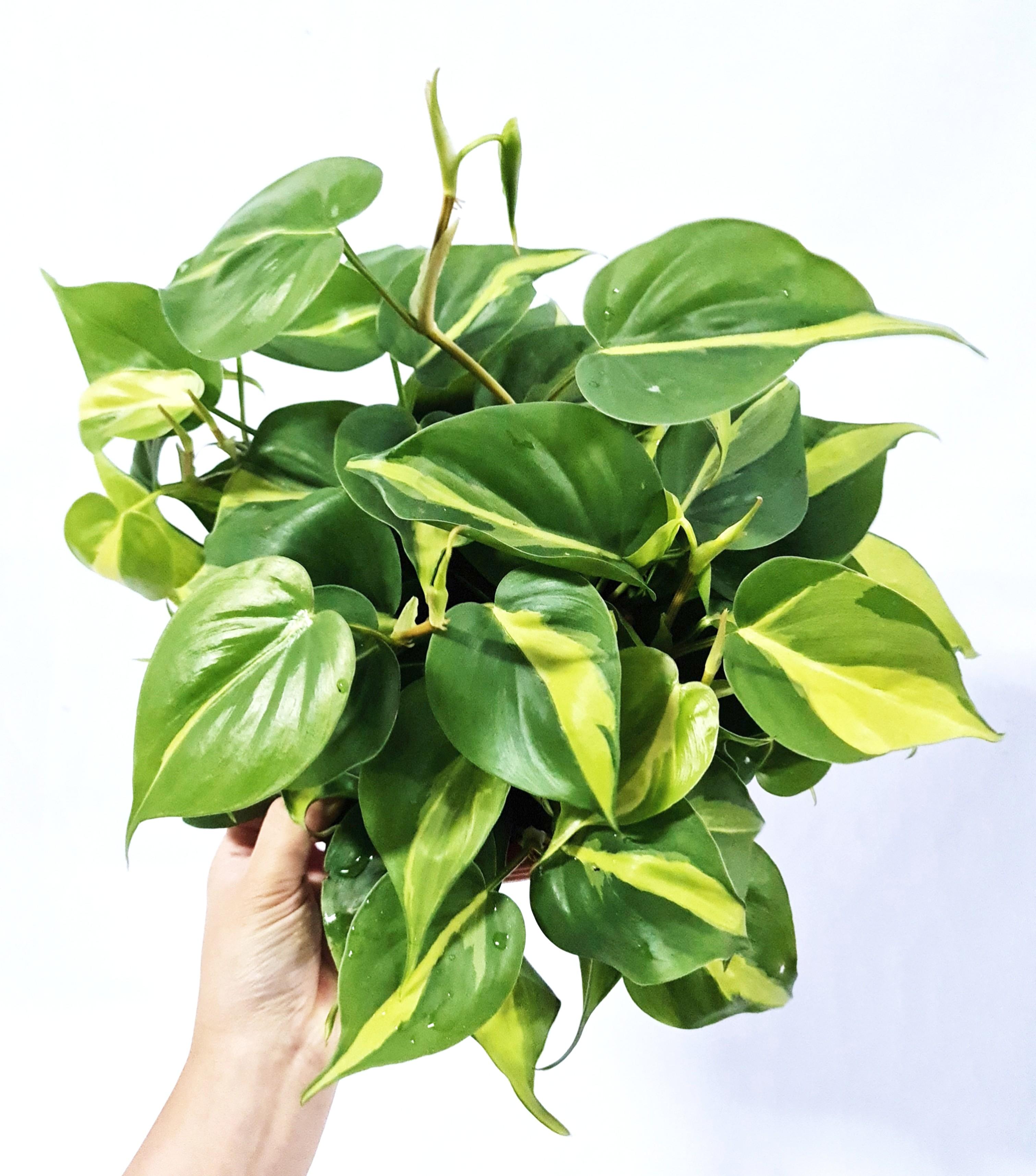 Philodendron Scandens Variegated, Furniture & Home Living, Gardening ...