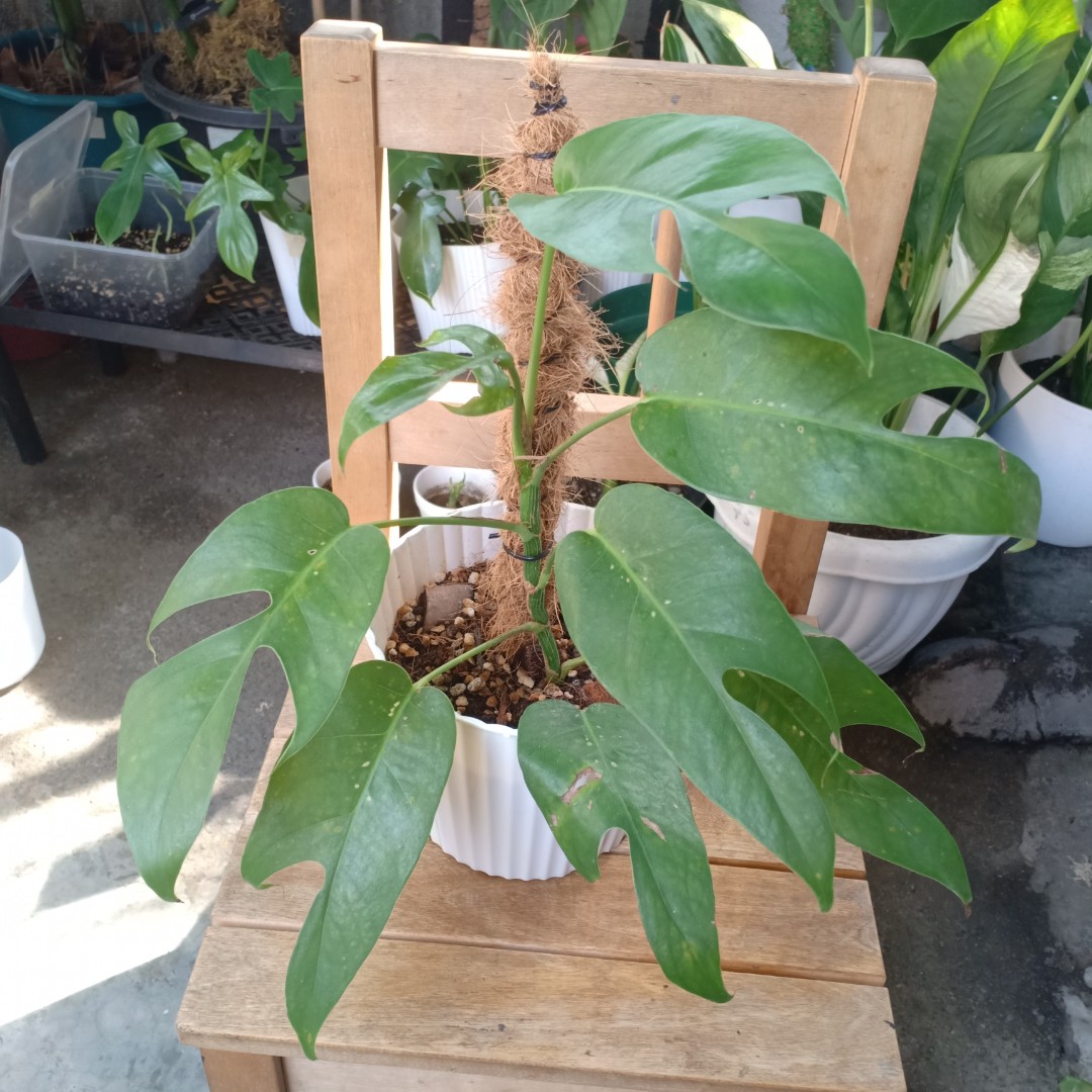 Cebu Blue Pothos (pot 2), Furniture & Home Living, Gardening, Plants ...