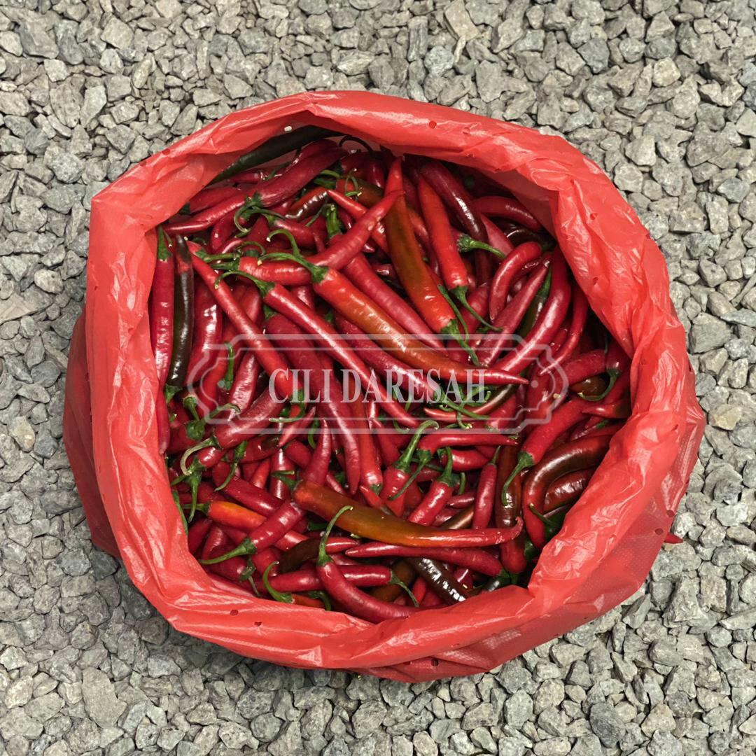 Cili merah besar / cili kulai cili hybrid 461, Food & Drinks, Local ...