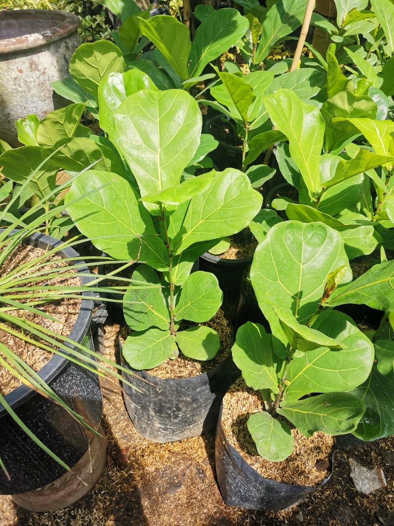 Classic fiddle leaf fig (2ft), Furniture & Home Living, Gardening ...