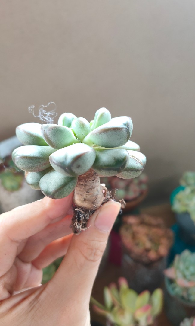 Grapto succulent, Furniture & Home Living, Gardening, Plants & Seeds on ...