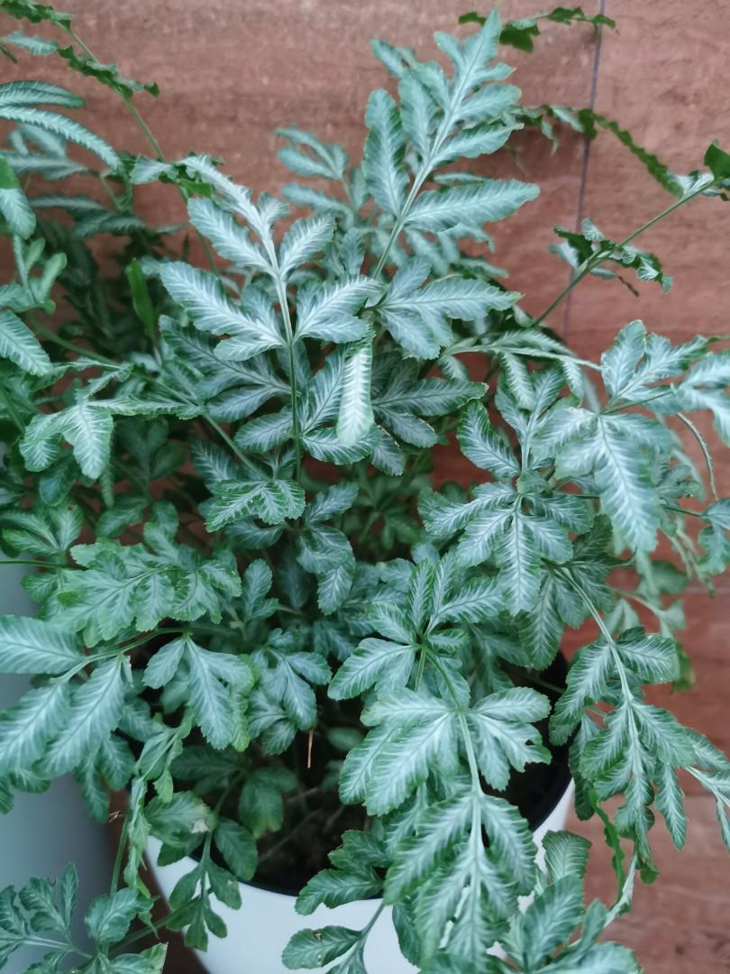 Unique Silver Lace Fern, Furniture & Home Living, Gardening, Plants ...