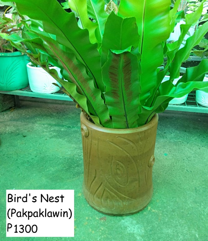 Bird's Nest (Big) w/ White Pot, Furniture & Home Living, Gardening ...