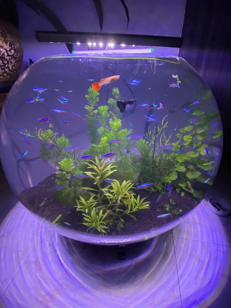Extra Large round fish tank, Everything Else on Carousell