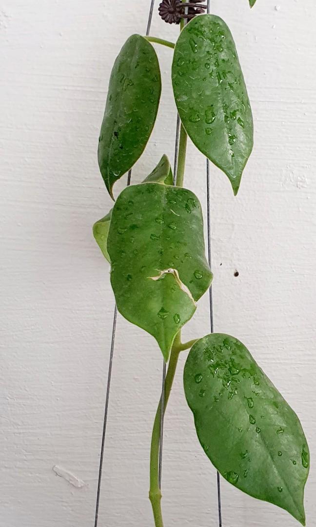 Hoya gigas, Furniture & Home Living, Gardening, Plants & Seeds on Carousell