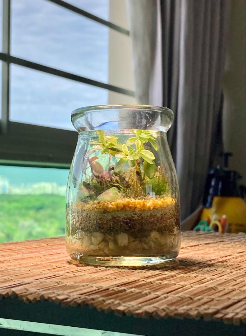 Terrarium in Miniature Jar - GSS Sale!, Furniture & Home Living ...