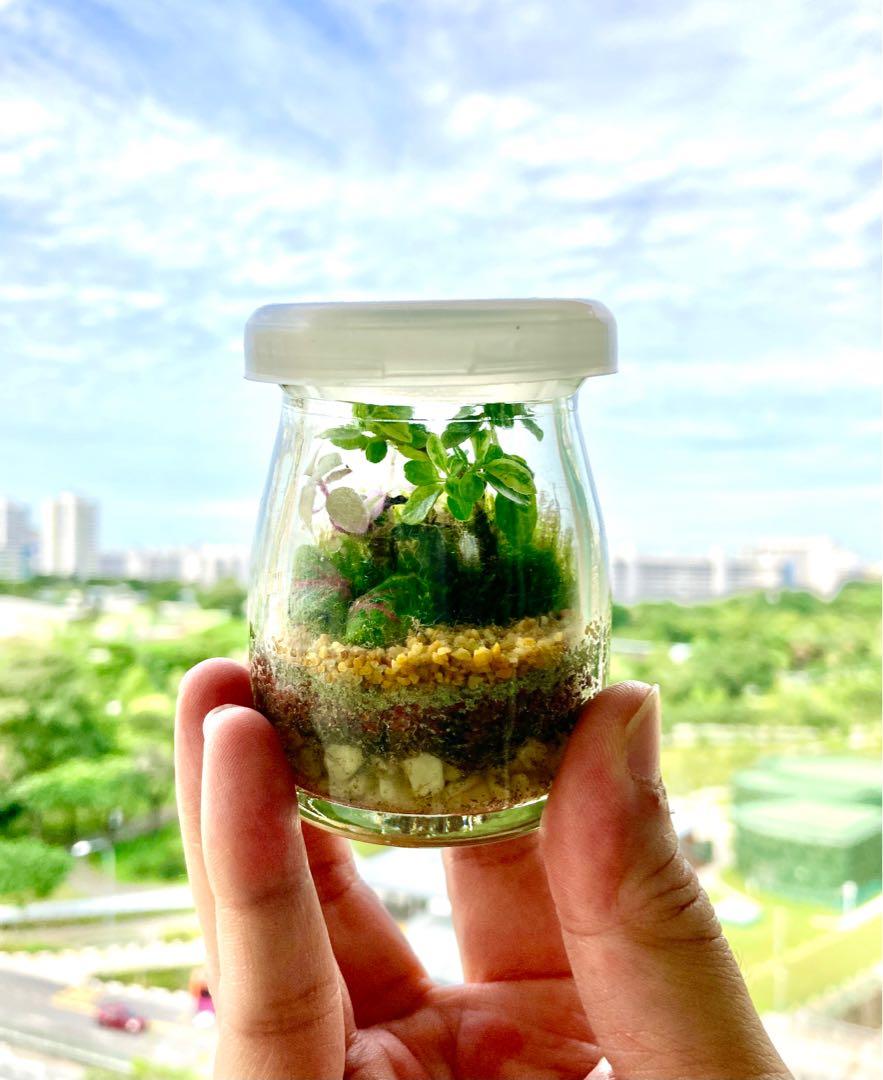 Terrarium in Miniature Jar - GSS Sale!, Furniture & Home Living ...