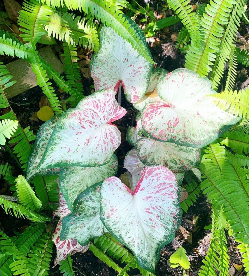 USA Peppermint Caladium Bulb, Furniture & Home Living, Gardening ...