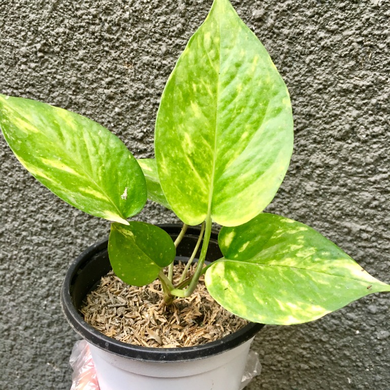 Hawaiian Pothos (Rare), Furniture & Home Living, Gardening, Plants ...