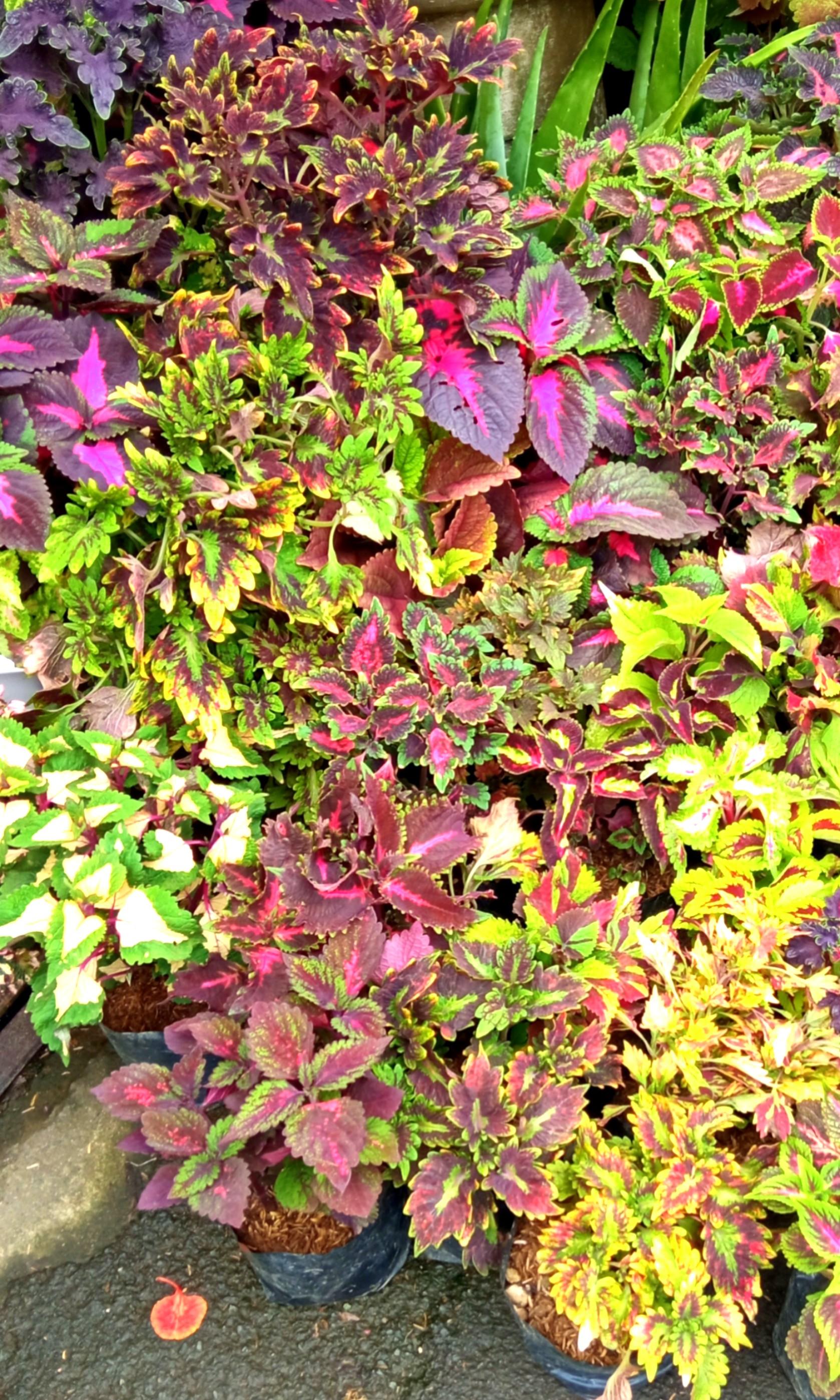 Mayana plant varieties (coleus), Furniture & Home Living, Gardening ...