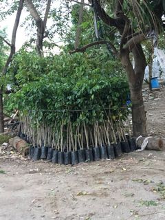 NARRA-TREE - View all NARRA-TREE ads in Carousell Philippines