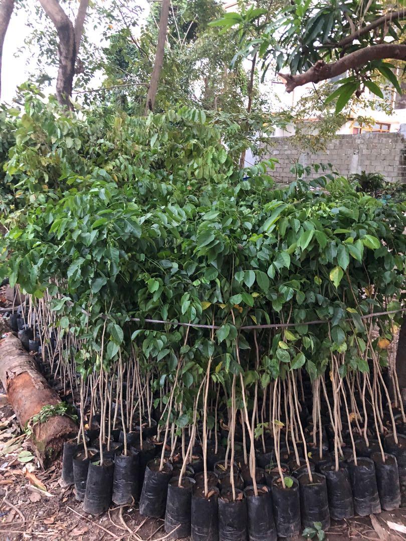 Narra Tree, Furniture & Home Living, Gardening, Plants & Seeds on Carousell