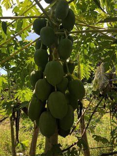 Papaya red lady For Sale | Carousell Philippines