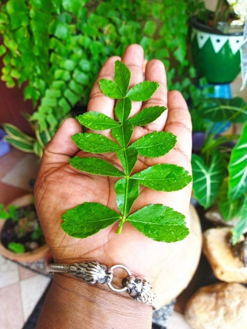 Good Luck Feng Shui Energetic Very Very Rare Maha Vilvam Maha Bilvam ...