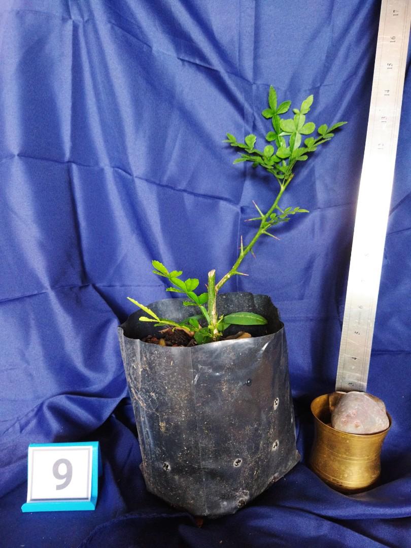 Good Luck Feng Shui Energetic Very Very Rare Maha Vilvam Maha Bilvam ...