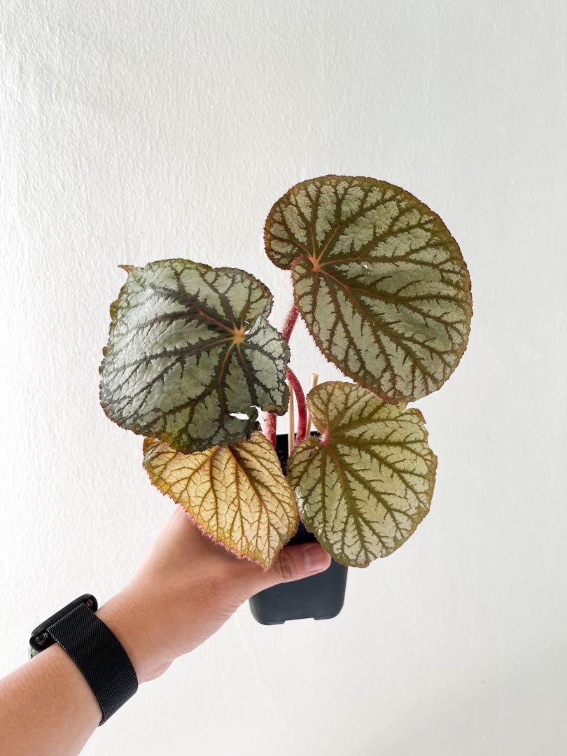 Plants Terrarium Supplies Begonia U400 Craft Supplies & Tools etna.com.pe