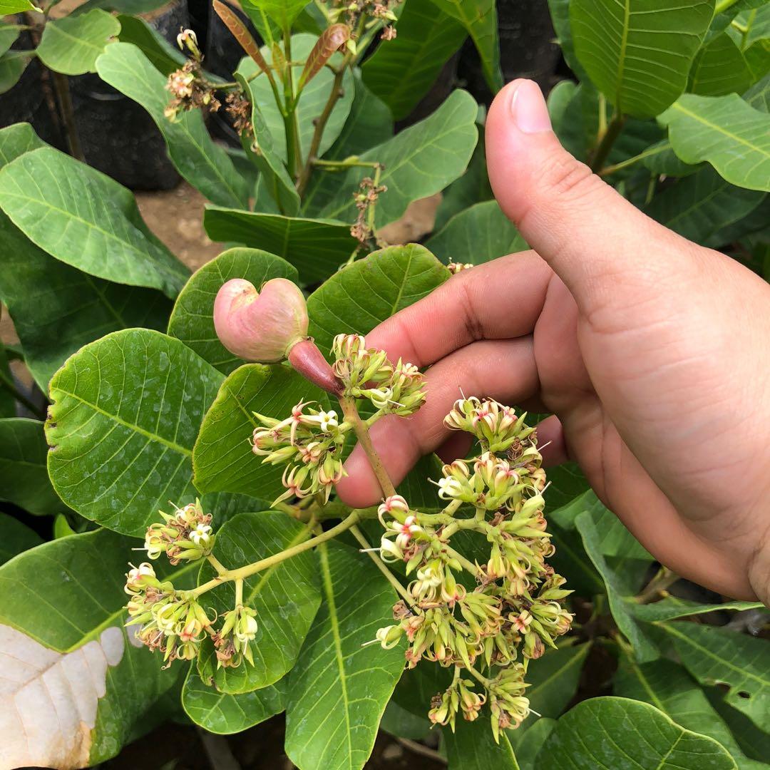 Kasoy Plant(grafted), Furniture & Home Living, Gardening, Plants ...