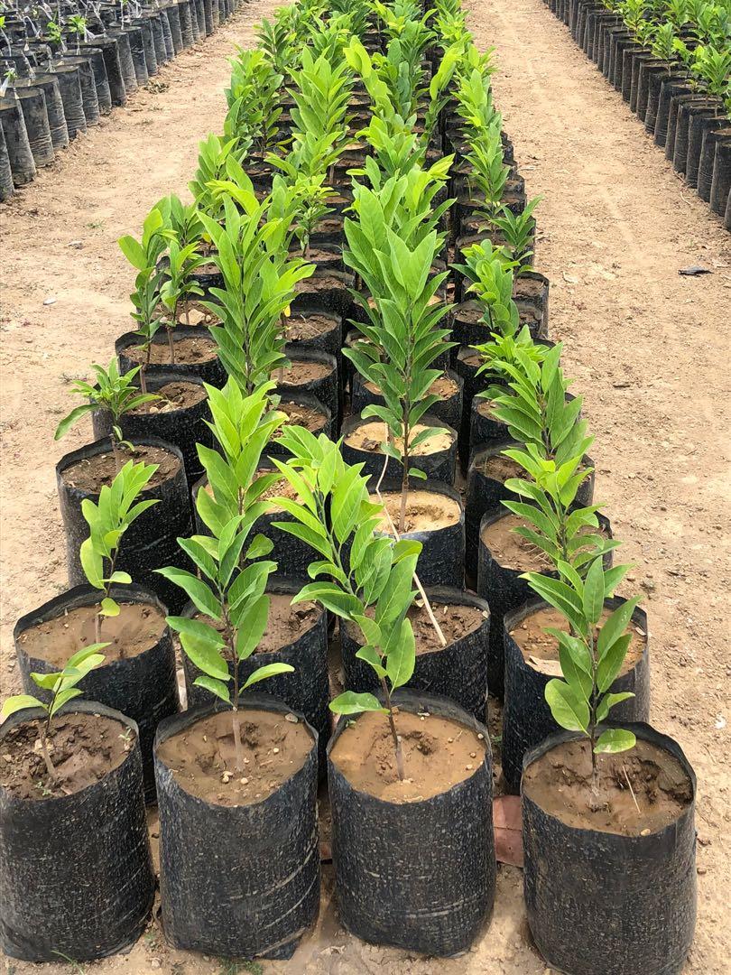 Seedless Atis, Furniture & Home Living, Gardening, Plants & Seeds on ...