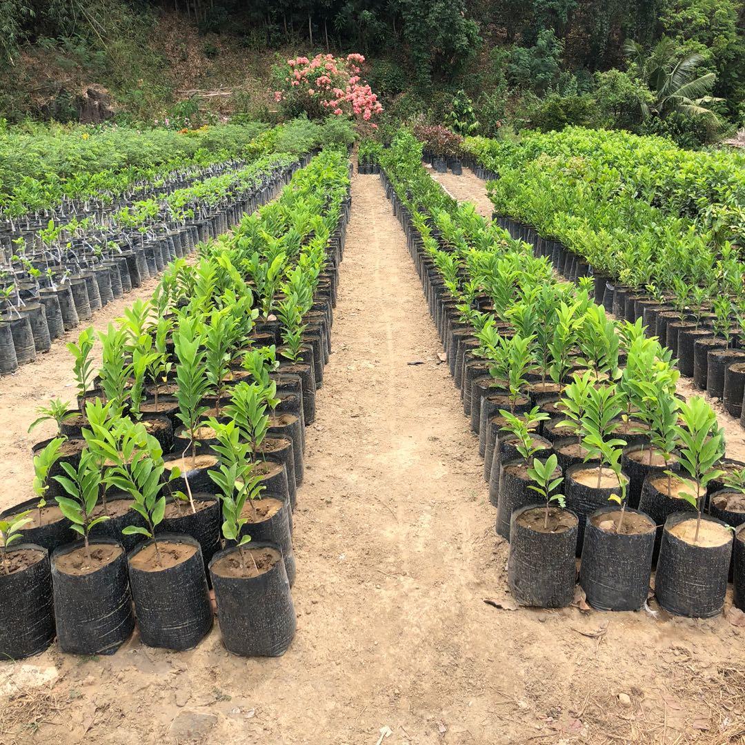 Seedless Atis, Furniture & Home Living, Gardening, Plants & Seeds on ...