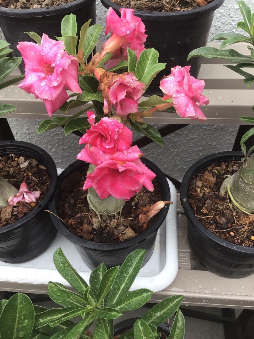 Adenium ( desert rose ) Fu Gui Hua plant, Furniture & Home Living ...