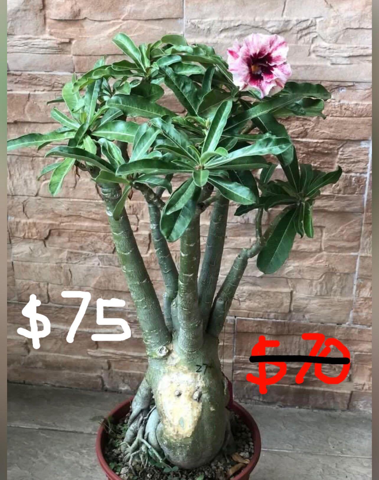 Adenium ( desert rose ) Fu Gui Hua plant, Furniture & Home Living ...