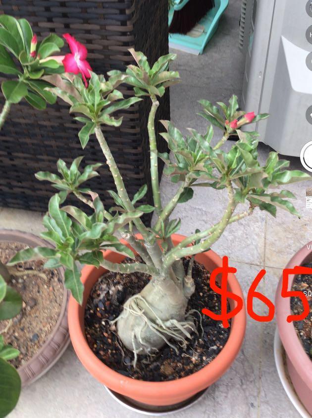 Adenium ( desert rose ) Fu Gui Hua plant, Furniture & Home Living ...