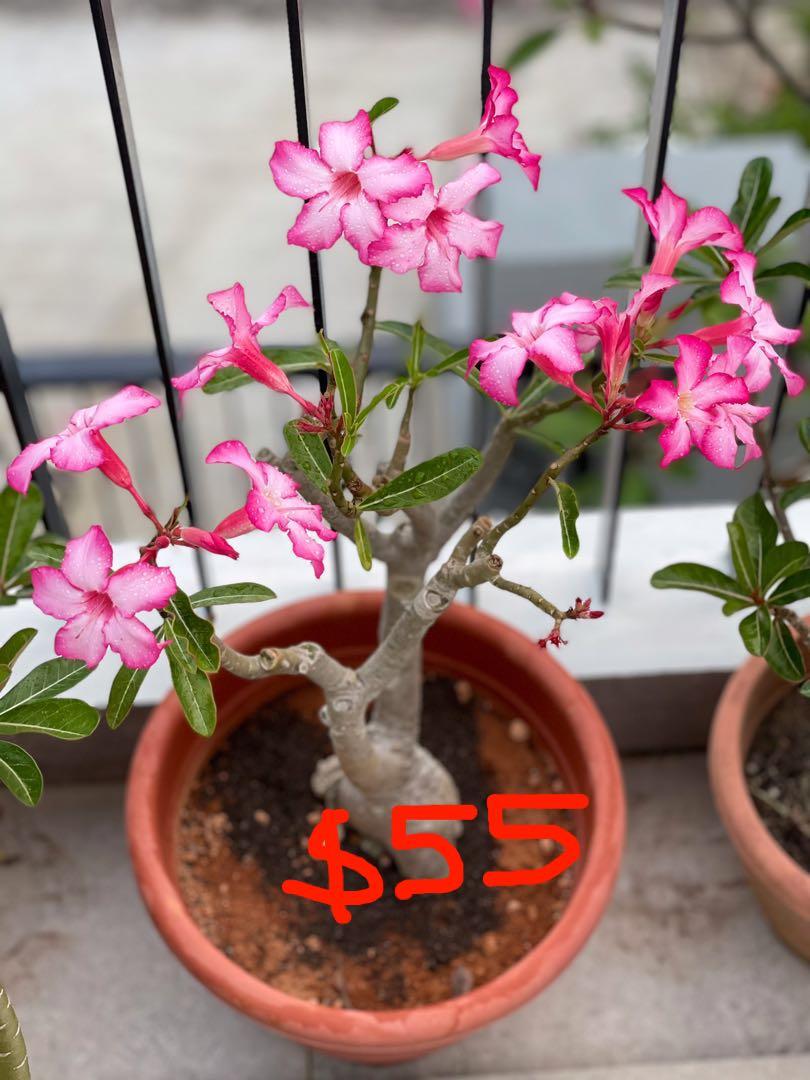 Adenium ( desert rose ) Fu Gui Hua plant, Furniture & Home Living ...