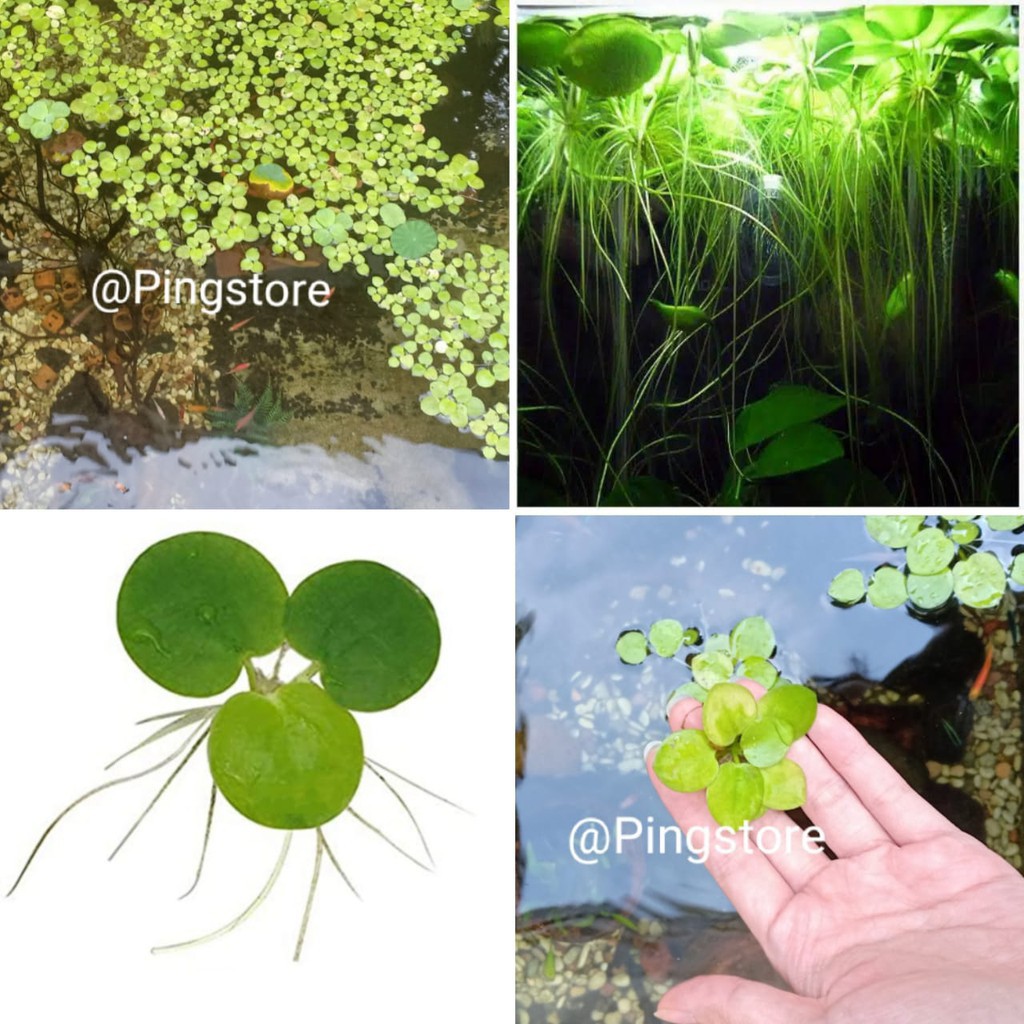 Amazon Frogbit Tanaman Hias Penyerap Amoniak Tumbuhan Air Mengambang ...