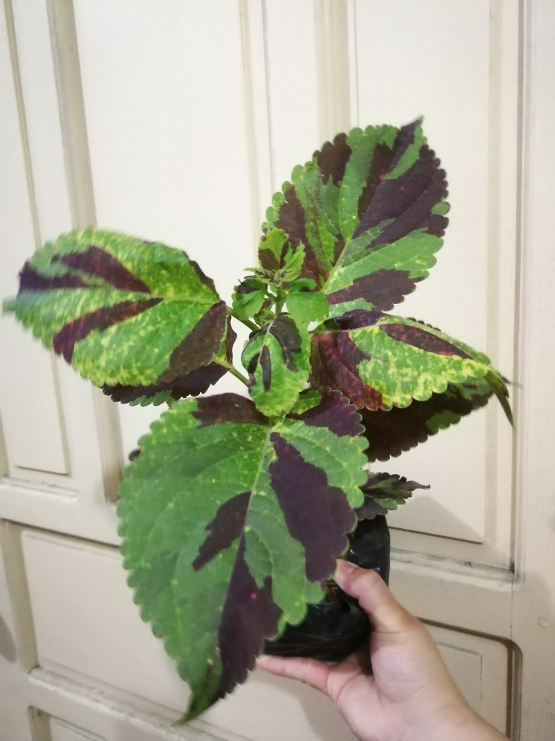 Mayana 2 color, Furniture & Home Living, Gardening, Plants & Seeds on Carousell