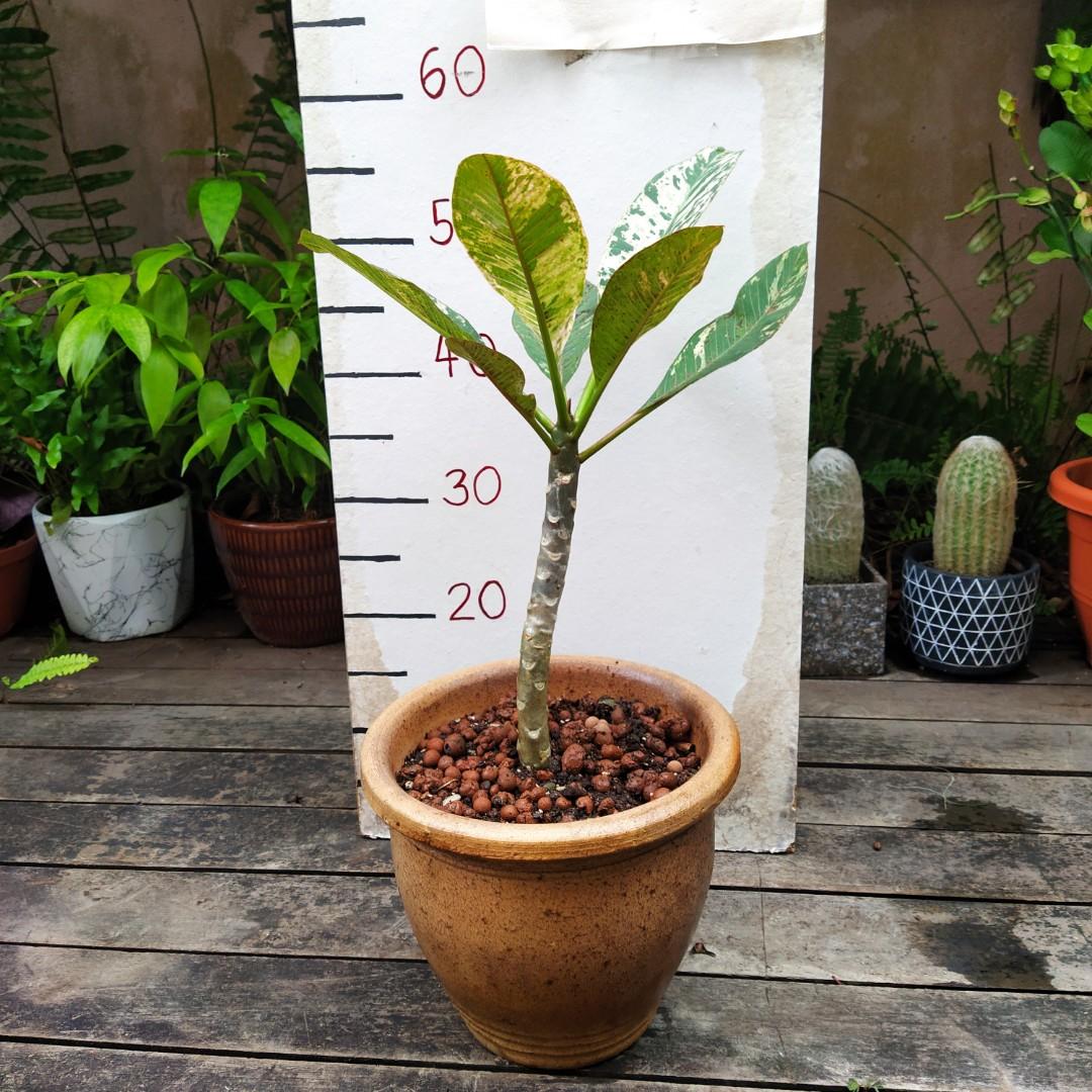 Variegated Frangipani Plant, Furniture & Home Living, Gardening, Plants ...