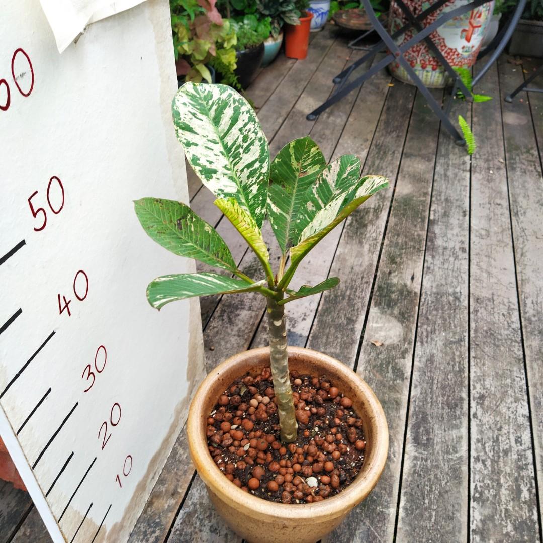 Variegated Frangipani Plant, Furniture & Home Living, Gardening, Plants ...