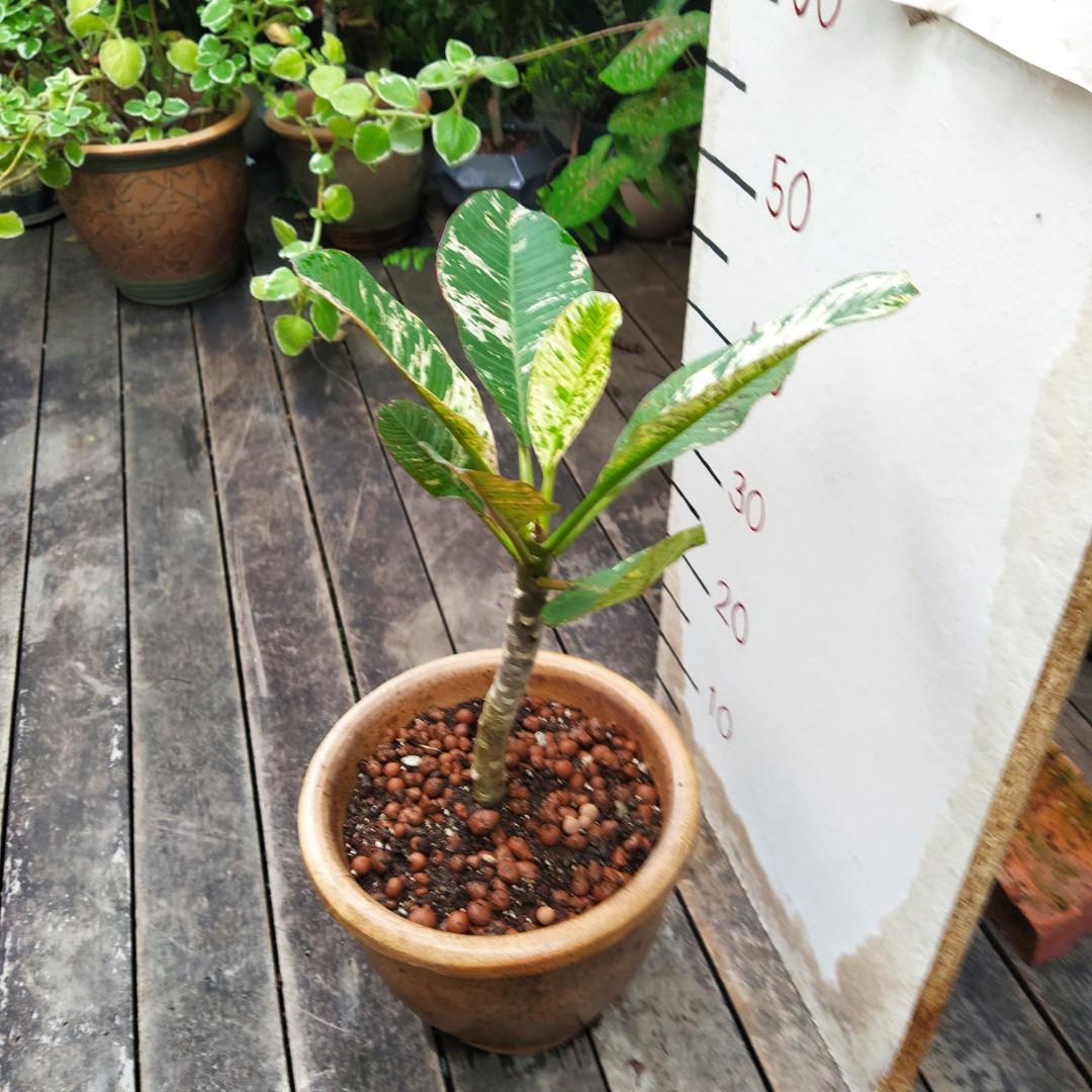 Variegated Frangipani Plant, Furniture & Home Living, Gardening, Plants ...