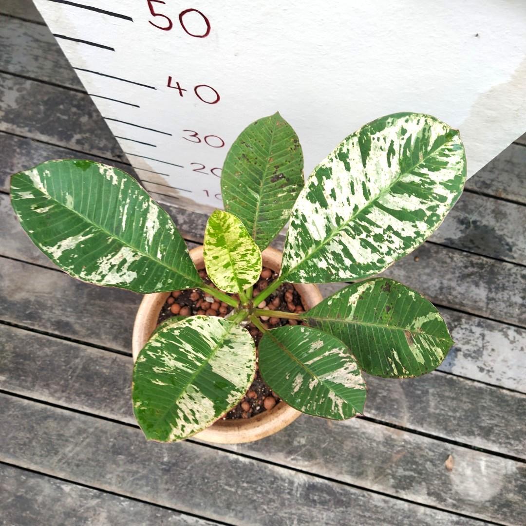 Variegated Frangipani Plant, Furniture & Home Living, Gardening, Plants ...