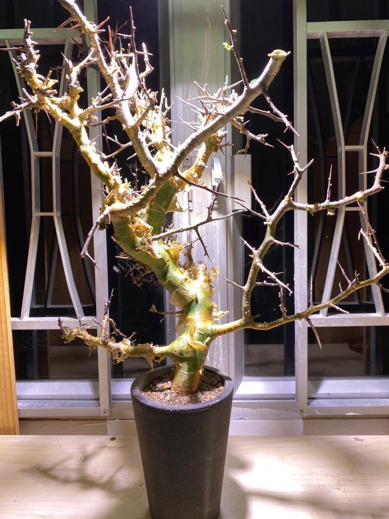 艾米沒藥橄欖 (Commiphora Eminii) #塊根 #多肉 #沒藥屬 #稀有品種, 傢俬＆家居, 園藝, 軟管和澆水裝置 ...