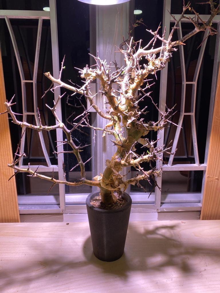 艾米沒藥橄欖 (Commiphora Eminii) #塊根 #多肉 #沒藥屬 #稀有品種, 傢俬＆家居, 園藝, 軟管和澆水裝置 ...