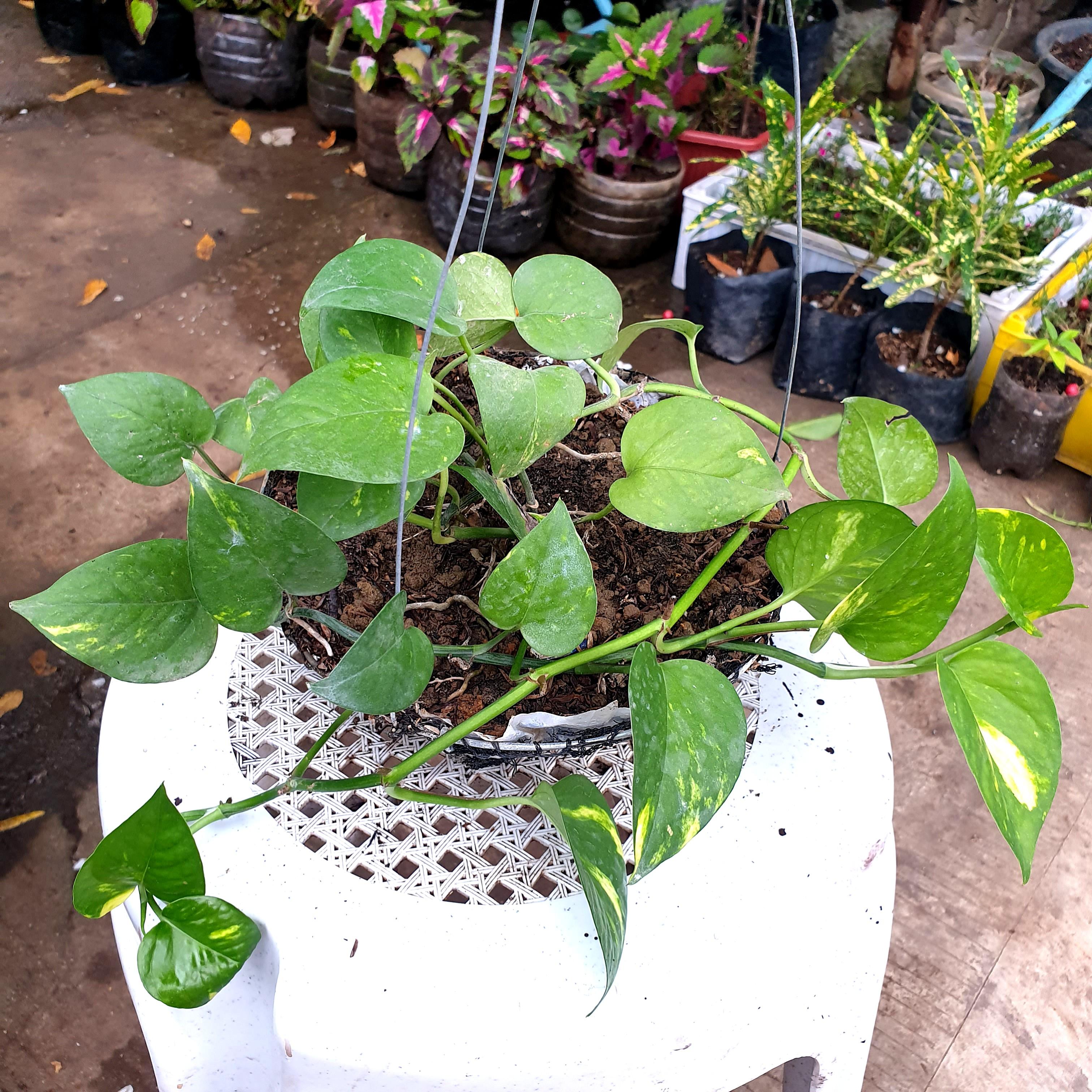 Golden Pothos w/ hanging pot, Furniture & Home Living, Gardening ...