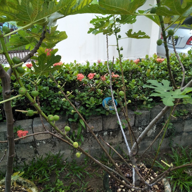 Fig Israel red aka Khurtmani fig plants marcotted, Furniture & Home ...