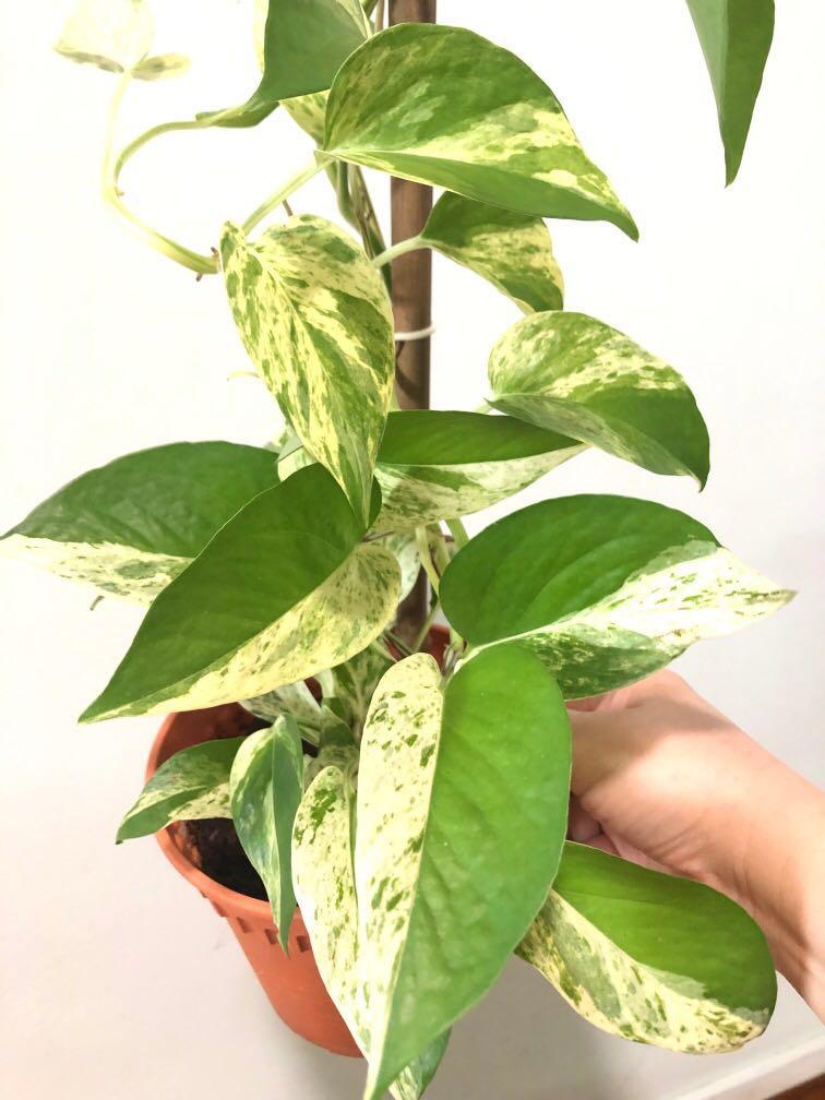 Rare- Half Moon Marble Queen Pothos, Furniture & Home Living, Home ...