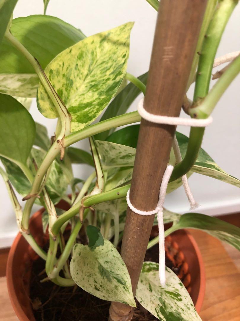 Rare- Half Moon Marble Queen Pothos, Furniture & Home Living, Home ...