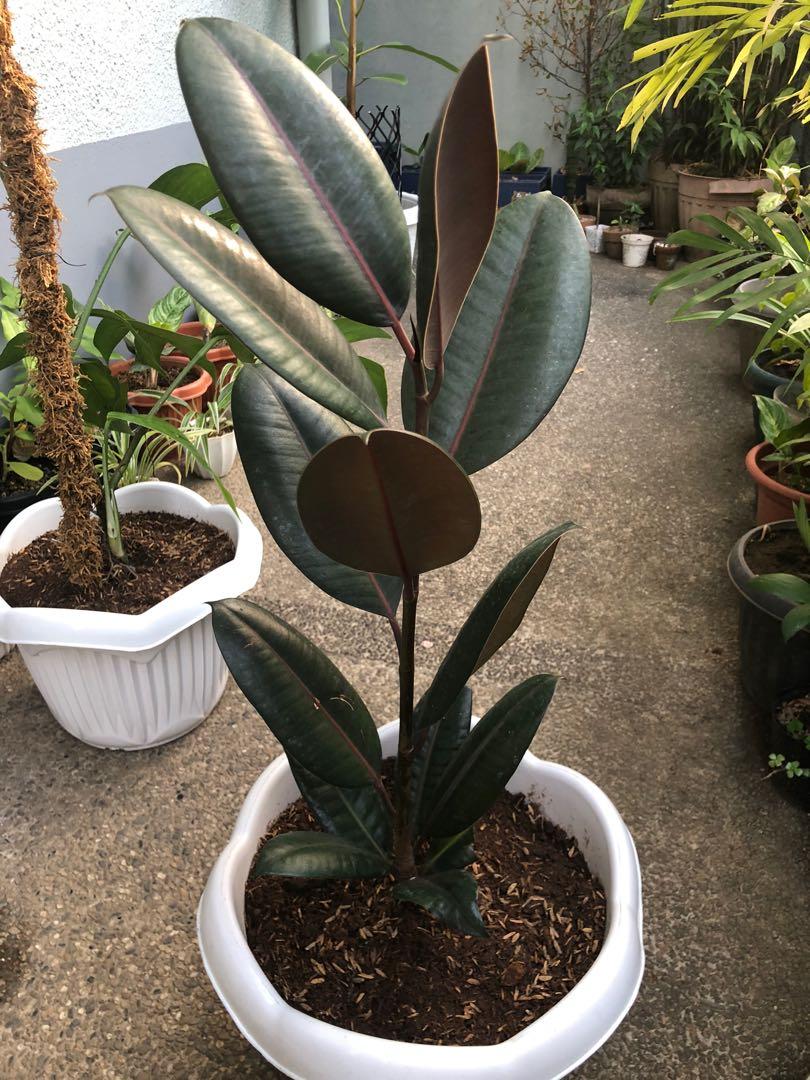 Thailand Black Prince Rubber Tree, Furniture & Home Living, Gardening ...
