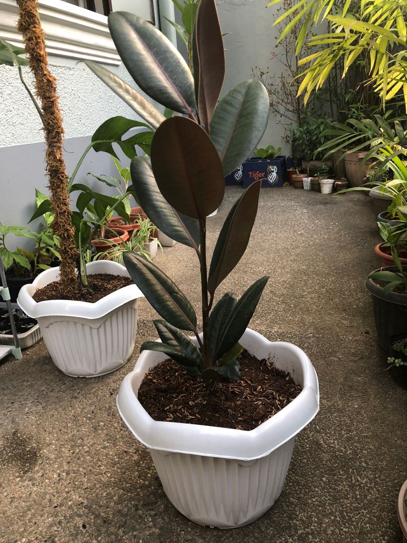 Thailand Black Prince Rubber Tree, Furniture & Home Living, Gardening ...