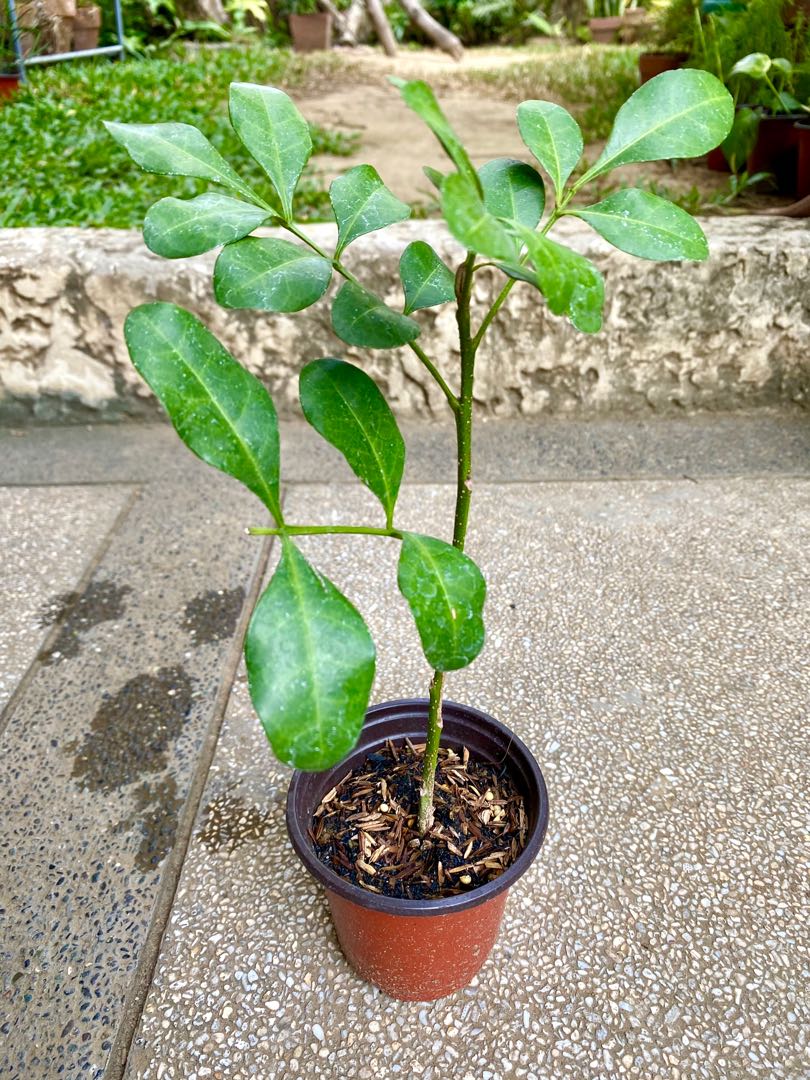 Aglaia Odorata / Cinamomo Chinese Perfume Fragrant Tree seedling plant ...