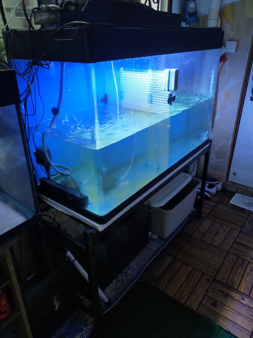 Custom 4 ft fish tank with stand and overhead filter, Pet Supplies ...