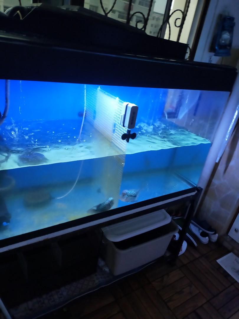 Custom 4 ft fish tank with stand and overhead filter, Pet Supplies ...
