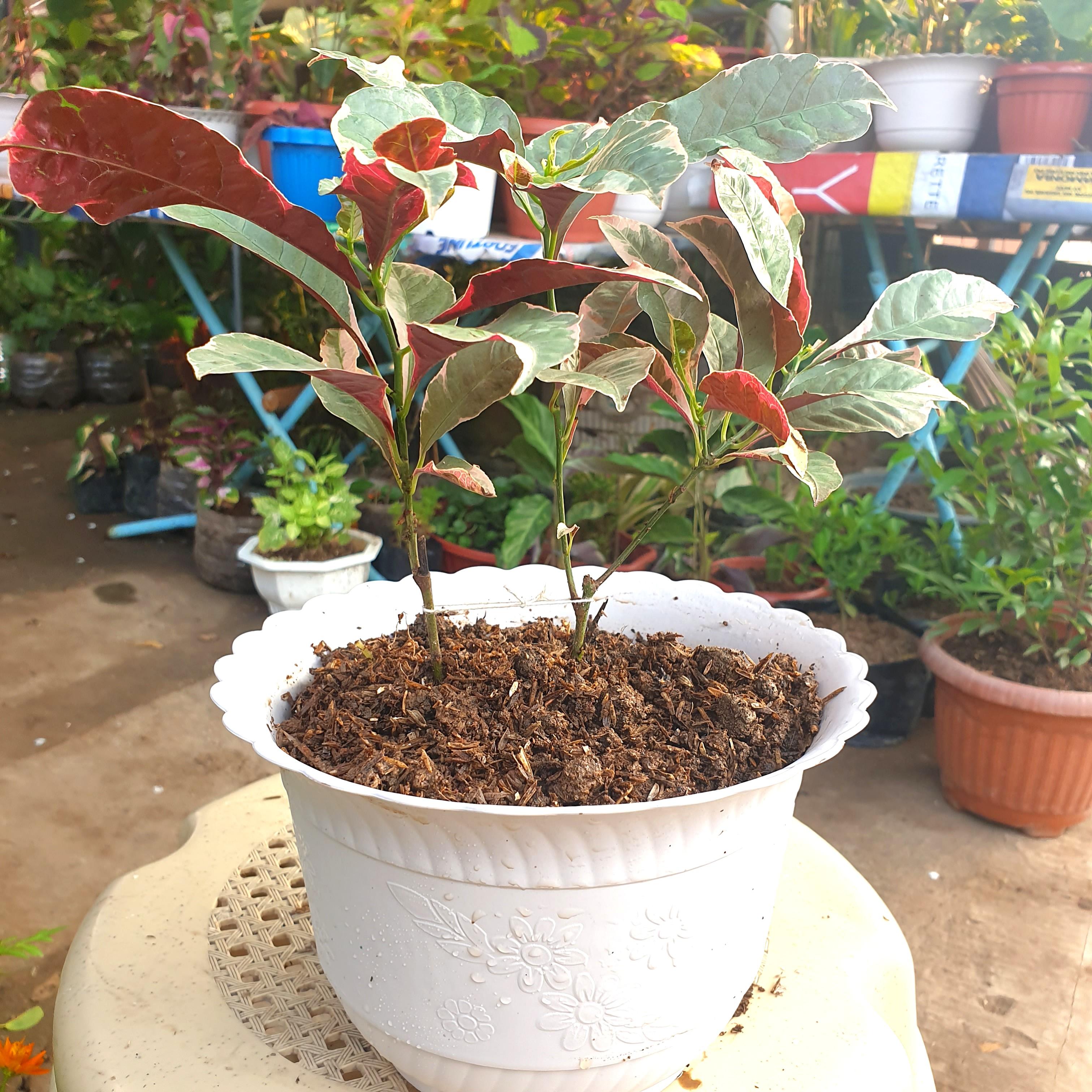 Picara Variegated Plant (Chinese Croton) w/ pot, Furniture & Home ...