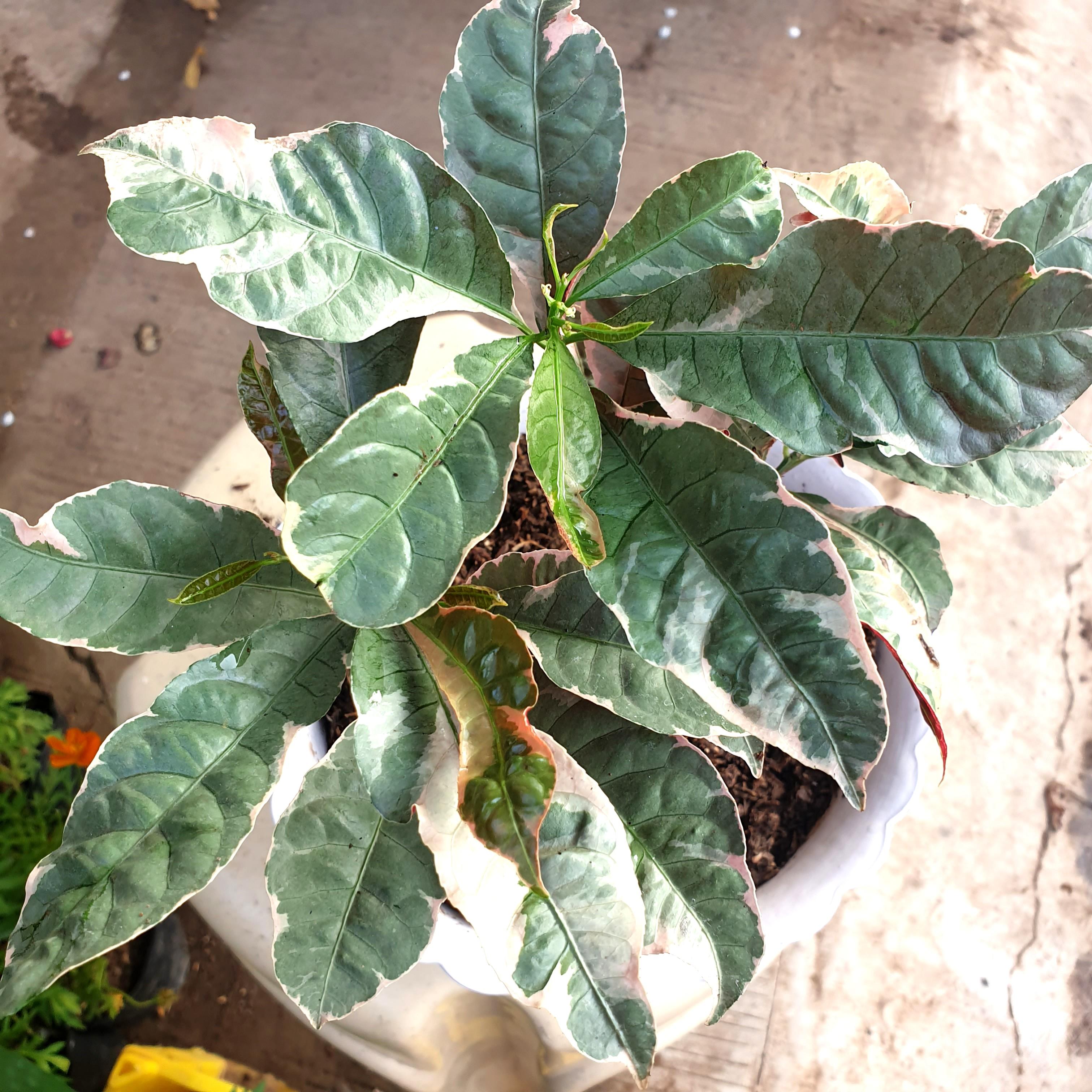 Picara Variegated Plant (Chinese Croton) w/ pot, Furniture & Home ...