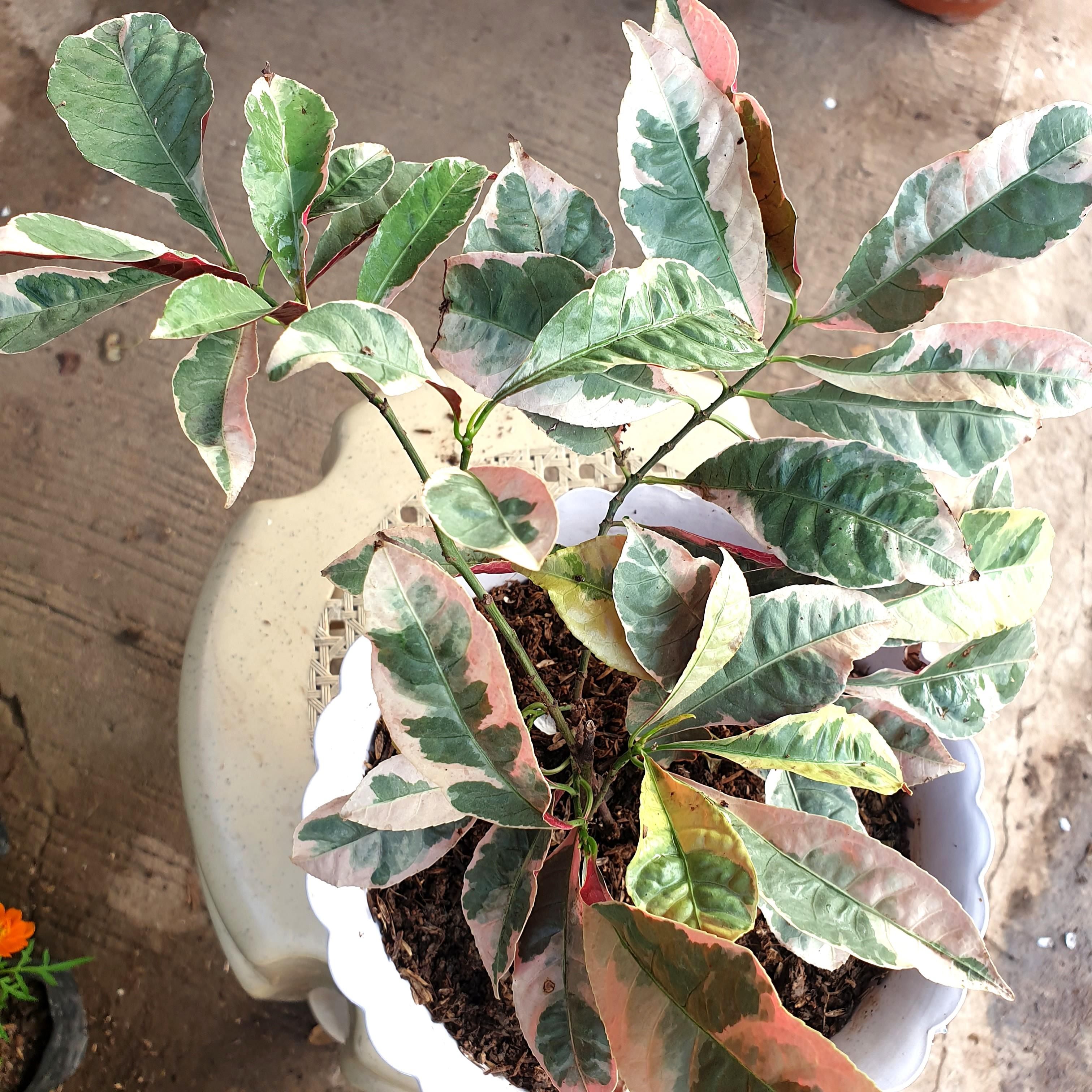 Picara Variegated Plant (Chinese Croton) w/ pot, Furniture & Home ...